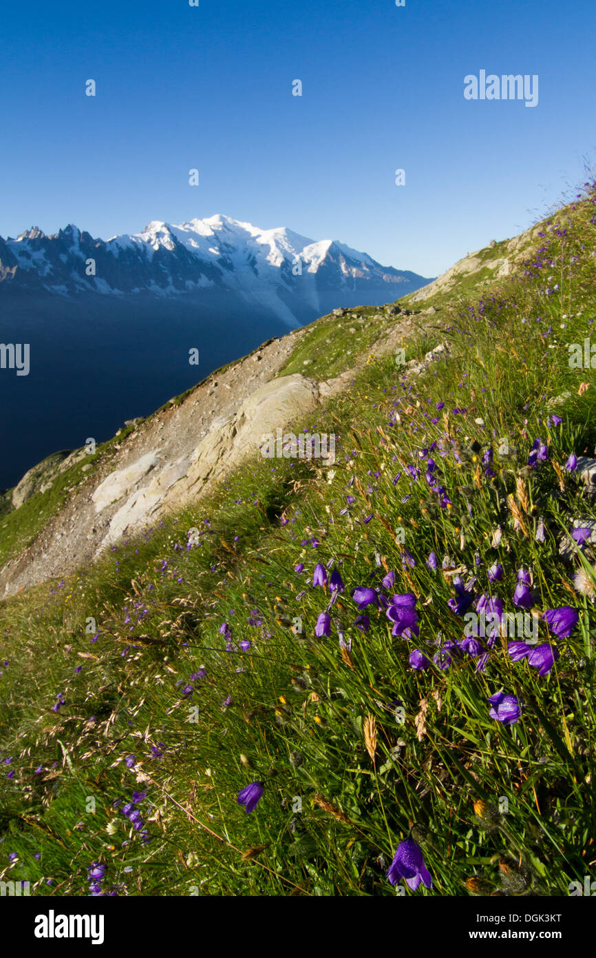 Alpine landscape in Mont Blanc-France with wild flowers in sunshine ...
