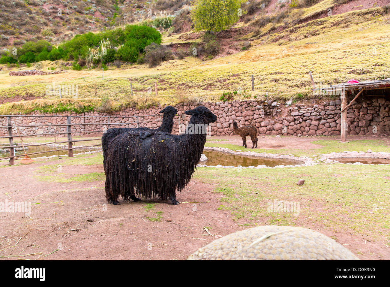 Camelid farm peru hi-res stock photography and images - Alamy