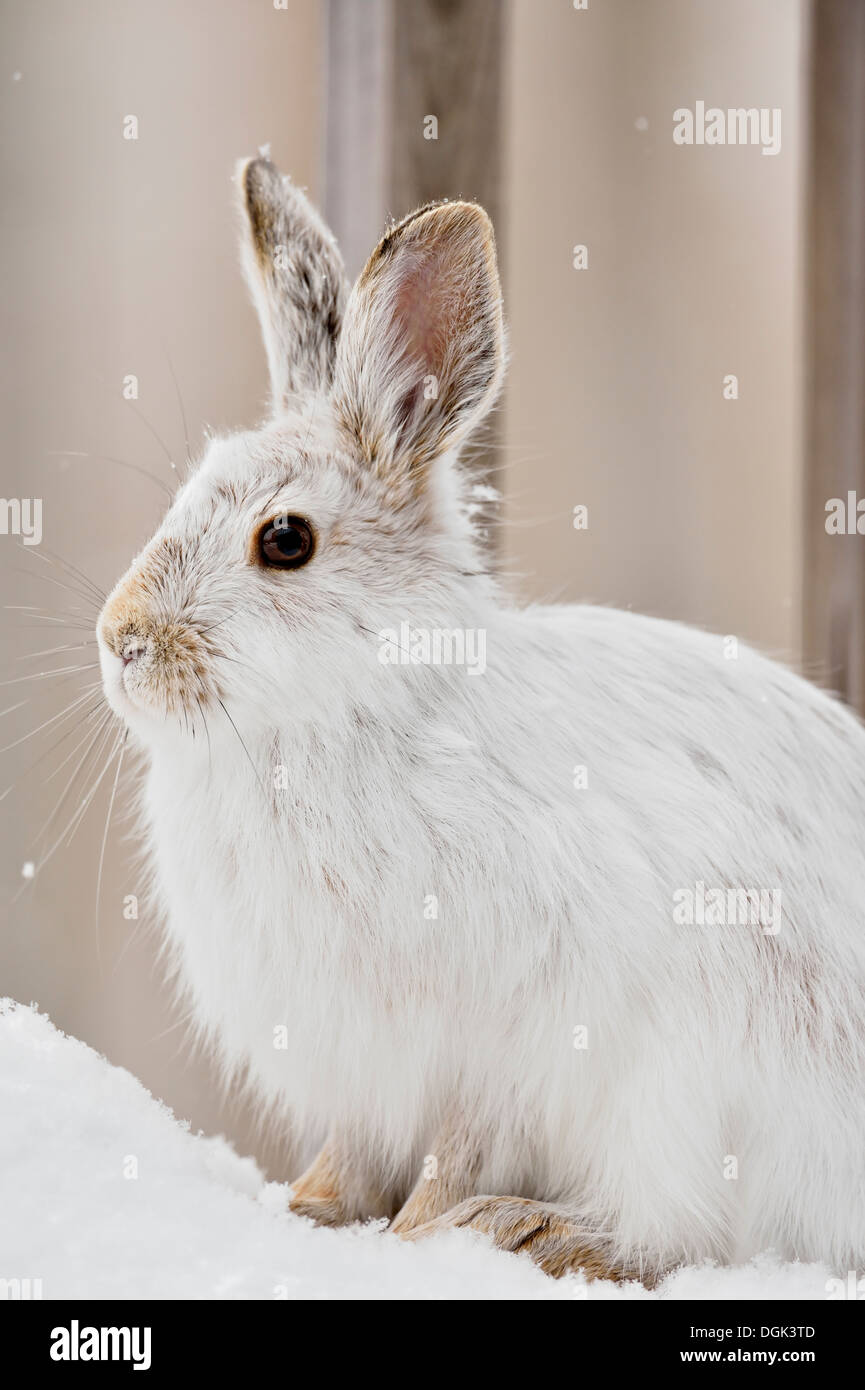 Snowshoe hare hi-res stock photography and images - Alamy