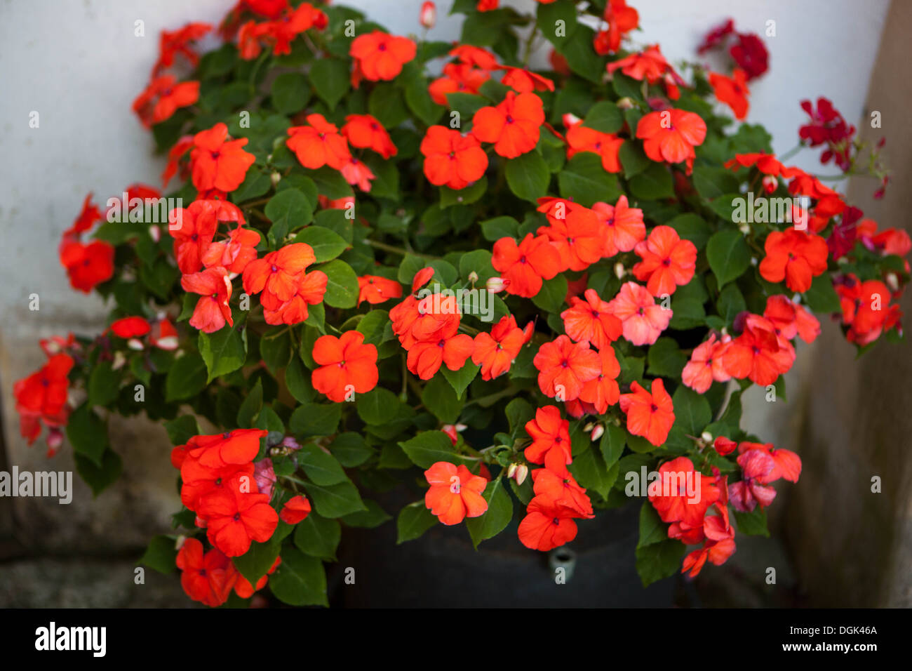 Red garden flowers in pot, Czech Republic, Europe Stock Photo - Alamy