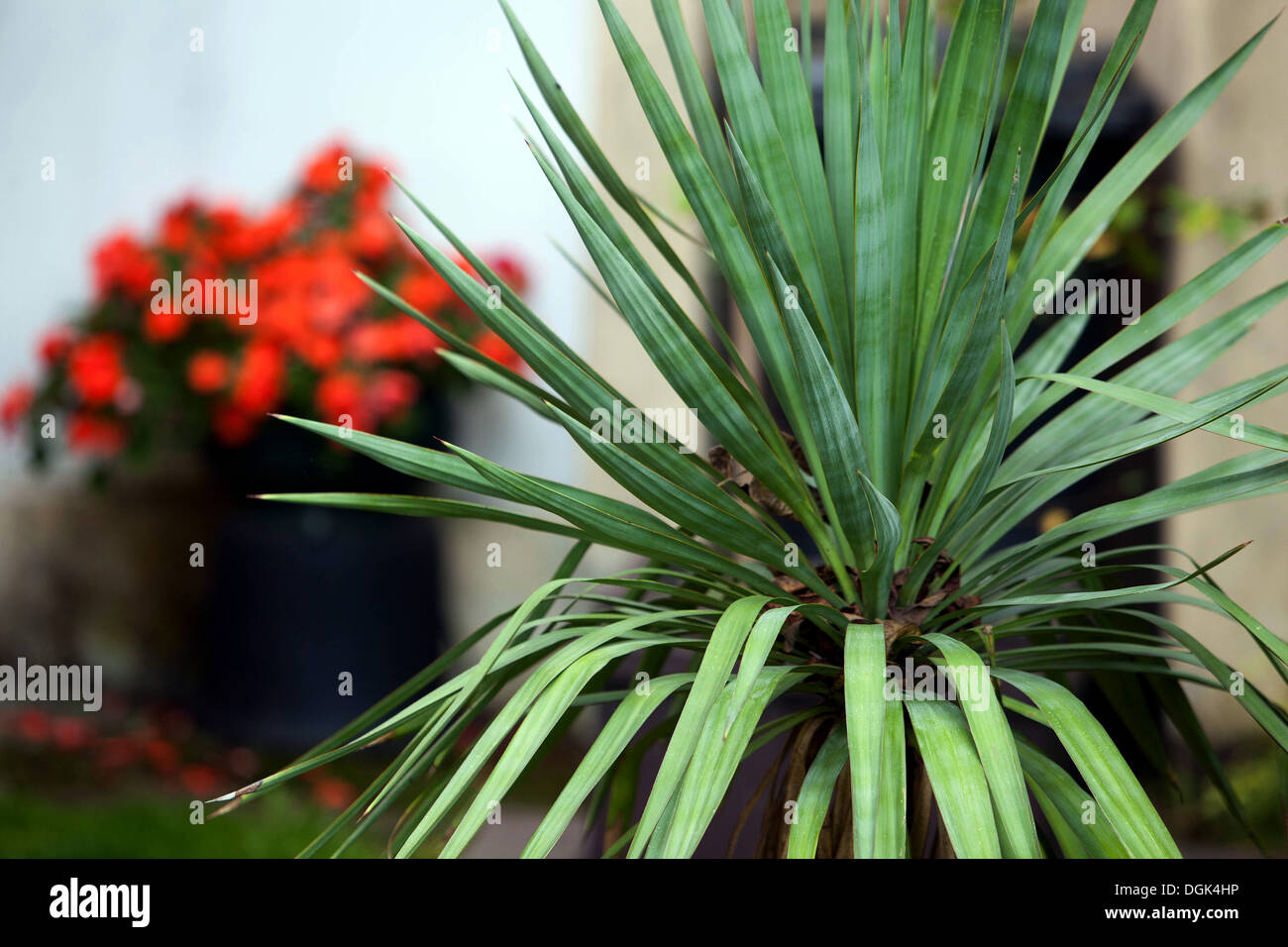 Red yucca hi-res stock photography and images - Alamy