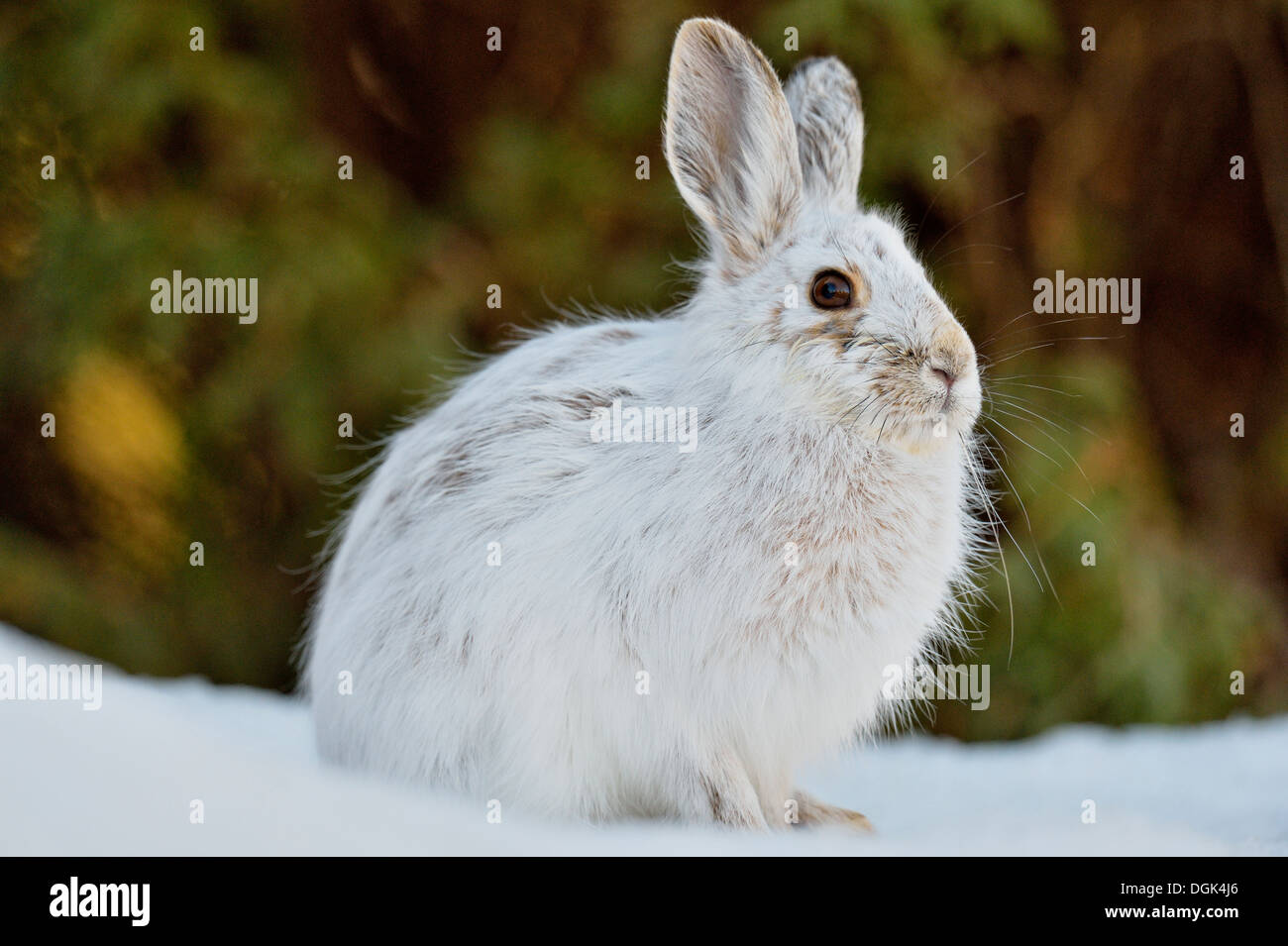 Snowshoe hare camouflage hi-res stock photography and images - Alamy