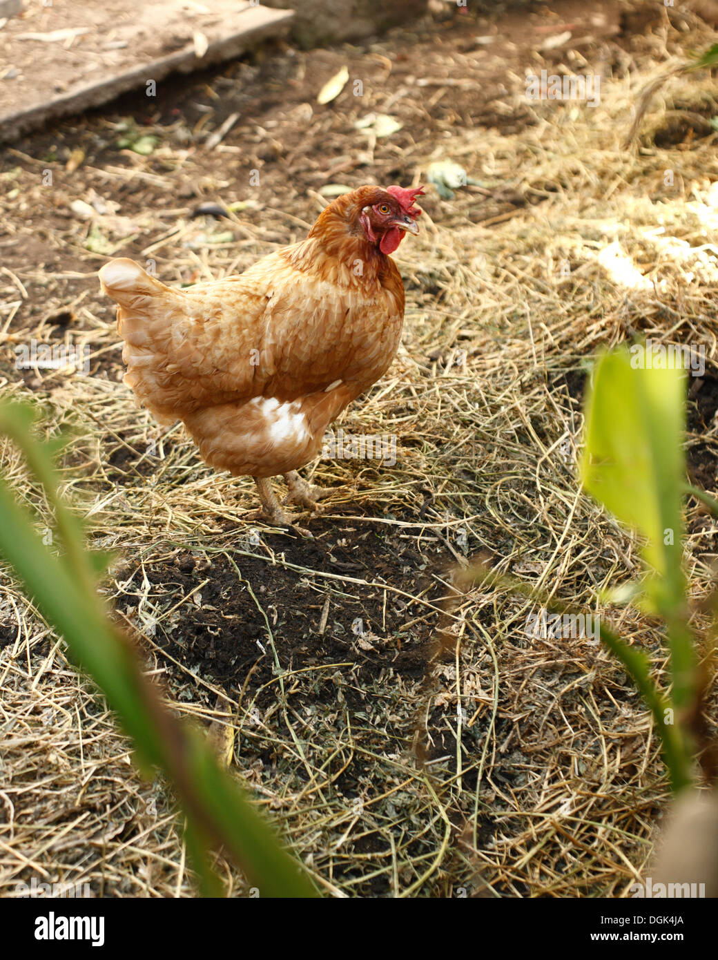 Hen Standing On Grass High Resolution Stock Photography and Images - Alamy
