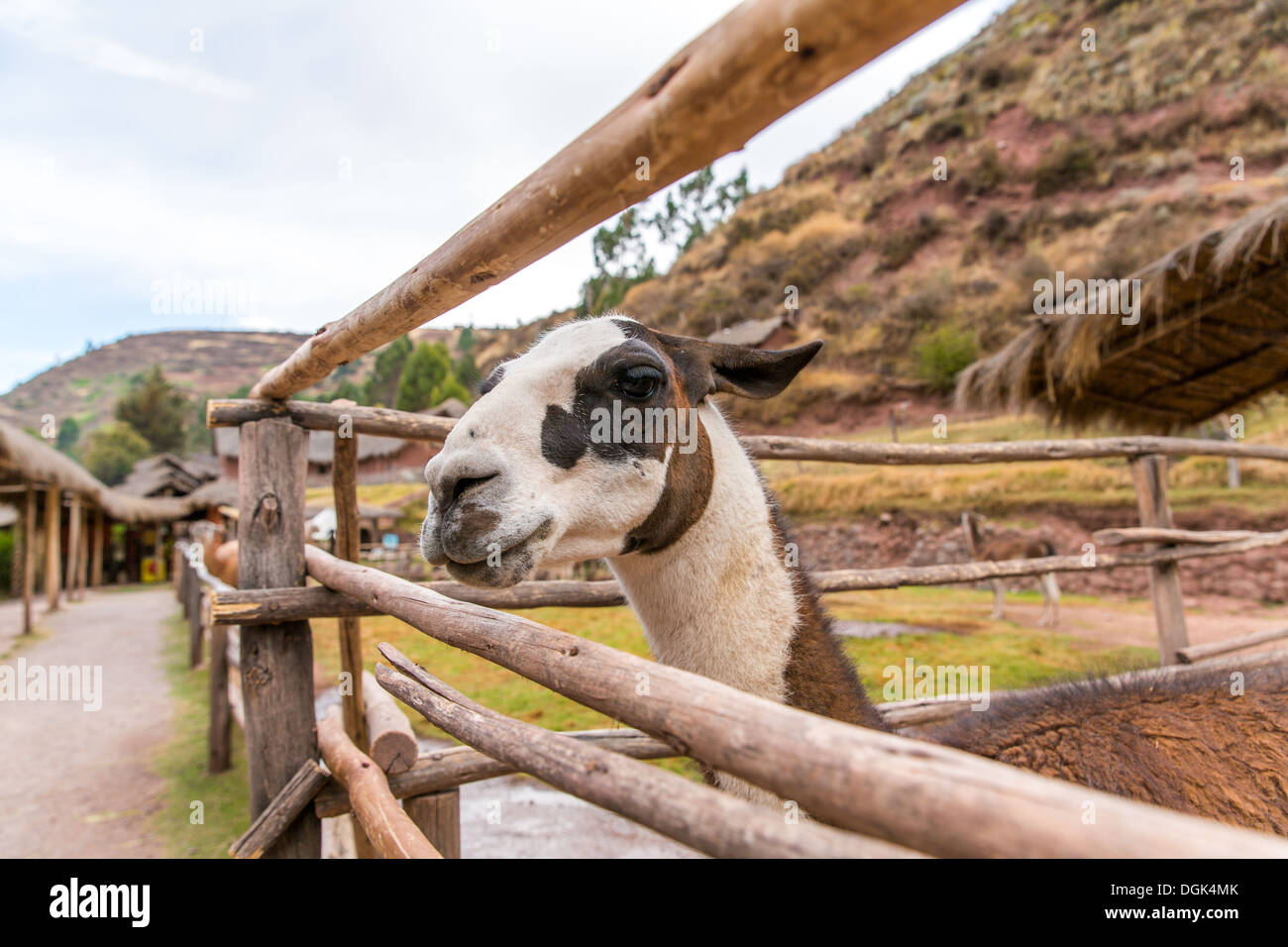 Peruvian Llama. Farm of llama,alpaca,Vicuna in Peru,South America ...