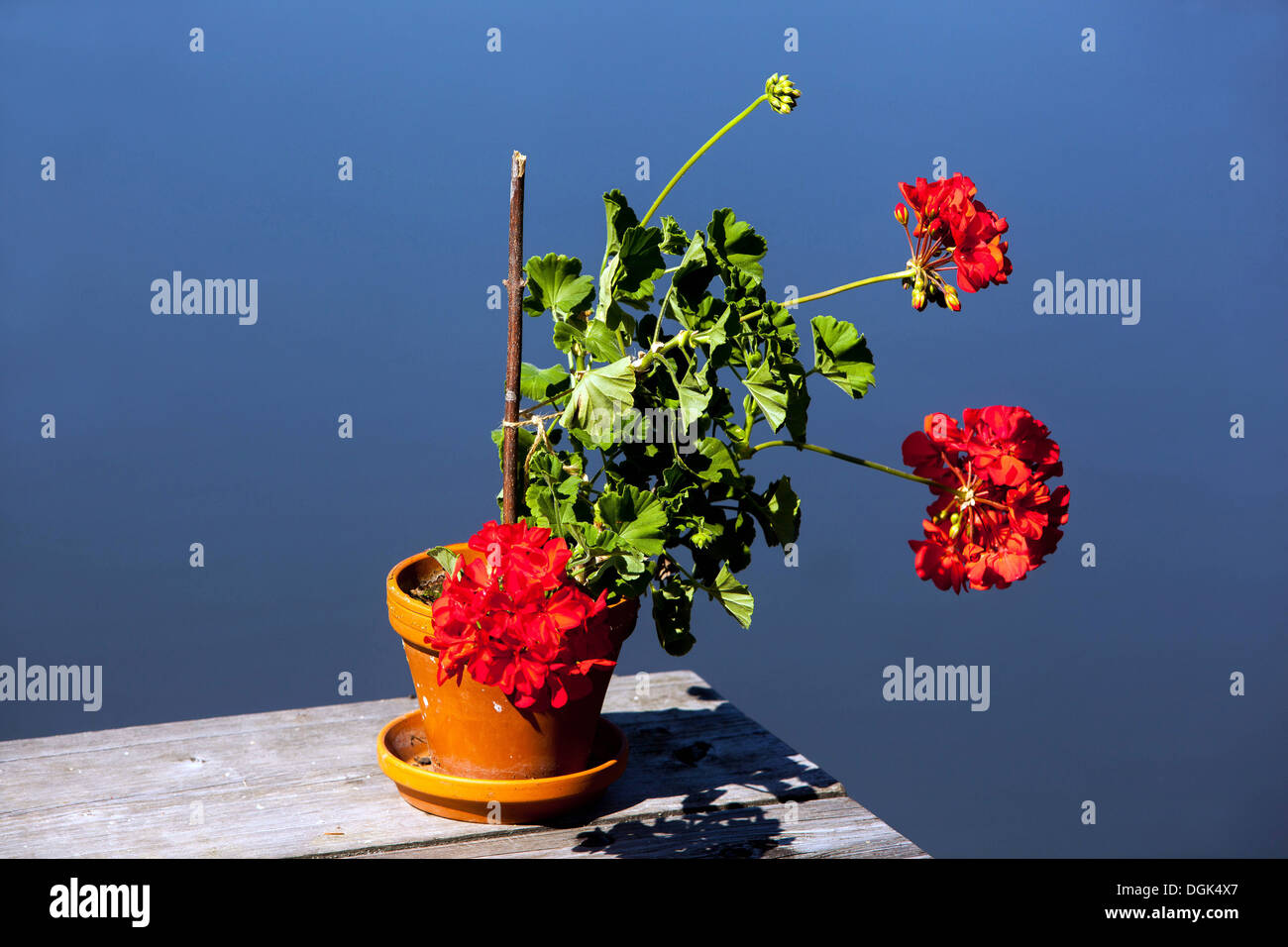 Blue flowerpots geranium plants on hi-res stock photography and images ...