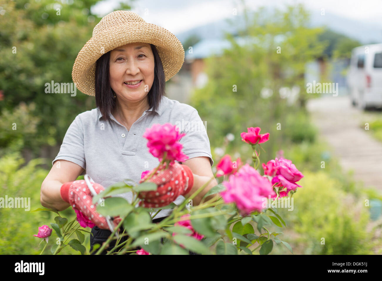 Woman tending to rose bush Stock Photo - Alamy