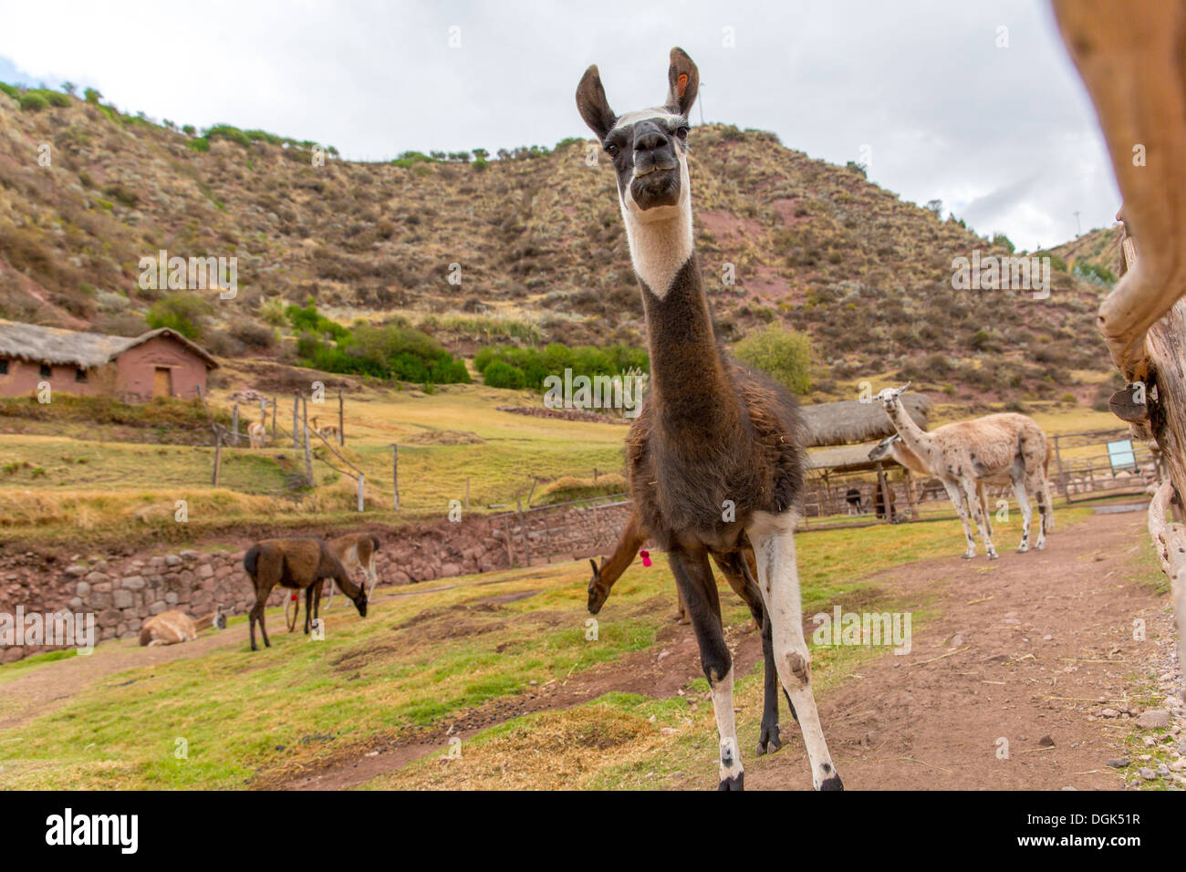 Peruvian Llama. Farm of llama,alpaca,Vicuna in Peru,South America ...