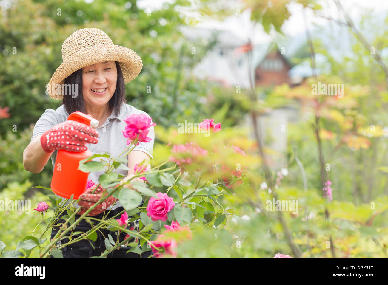 Woman tending to rose bush Stock Photo - Alamy