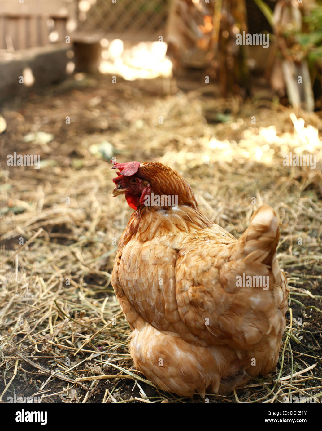 Contented free range hen hi-res stock photography and images - Alamy