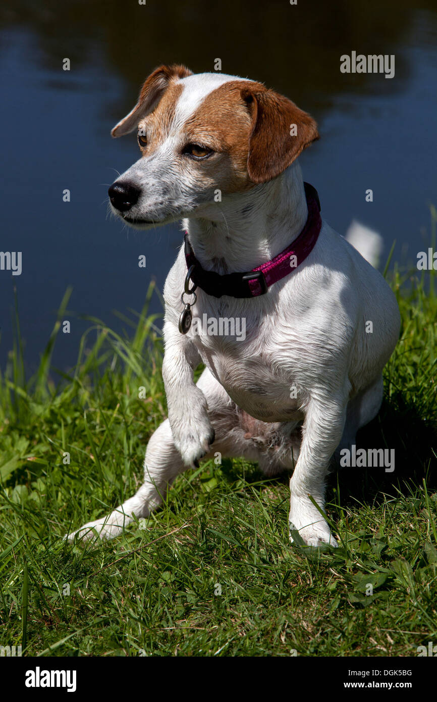 Jack Russell Terrier is very lively, headstrong and intelligent dog ...