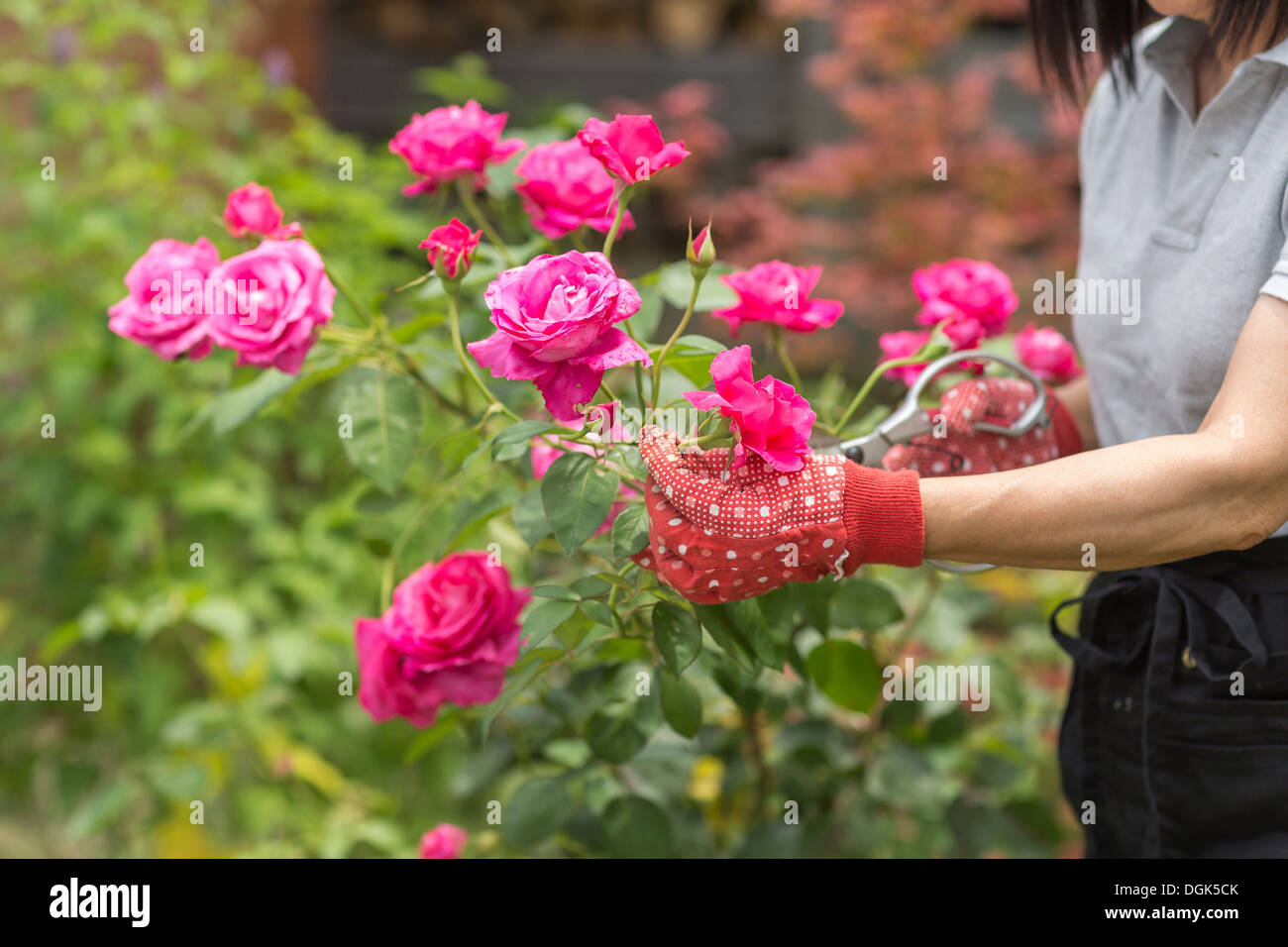 Woman tending to rose bush Stock Photo - Alamy
