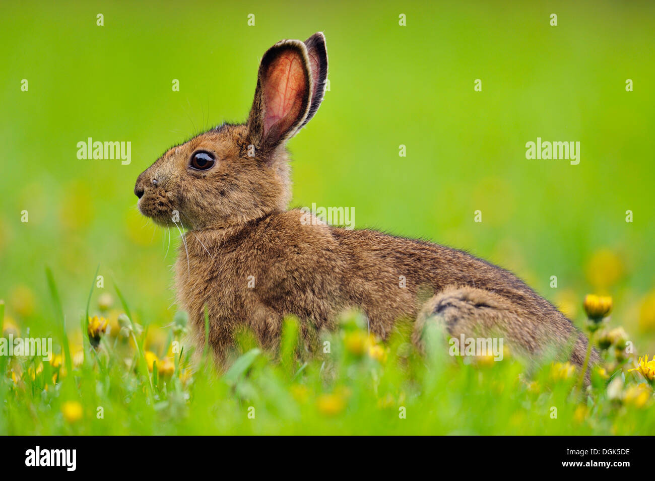 Varying hare, snowshoe hare, (Lepus americanus), Foraging for grass and ...