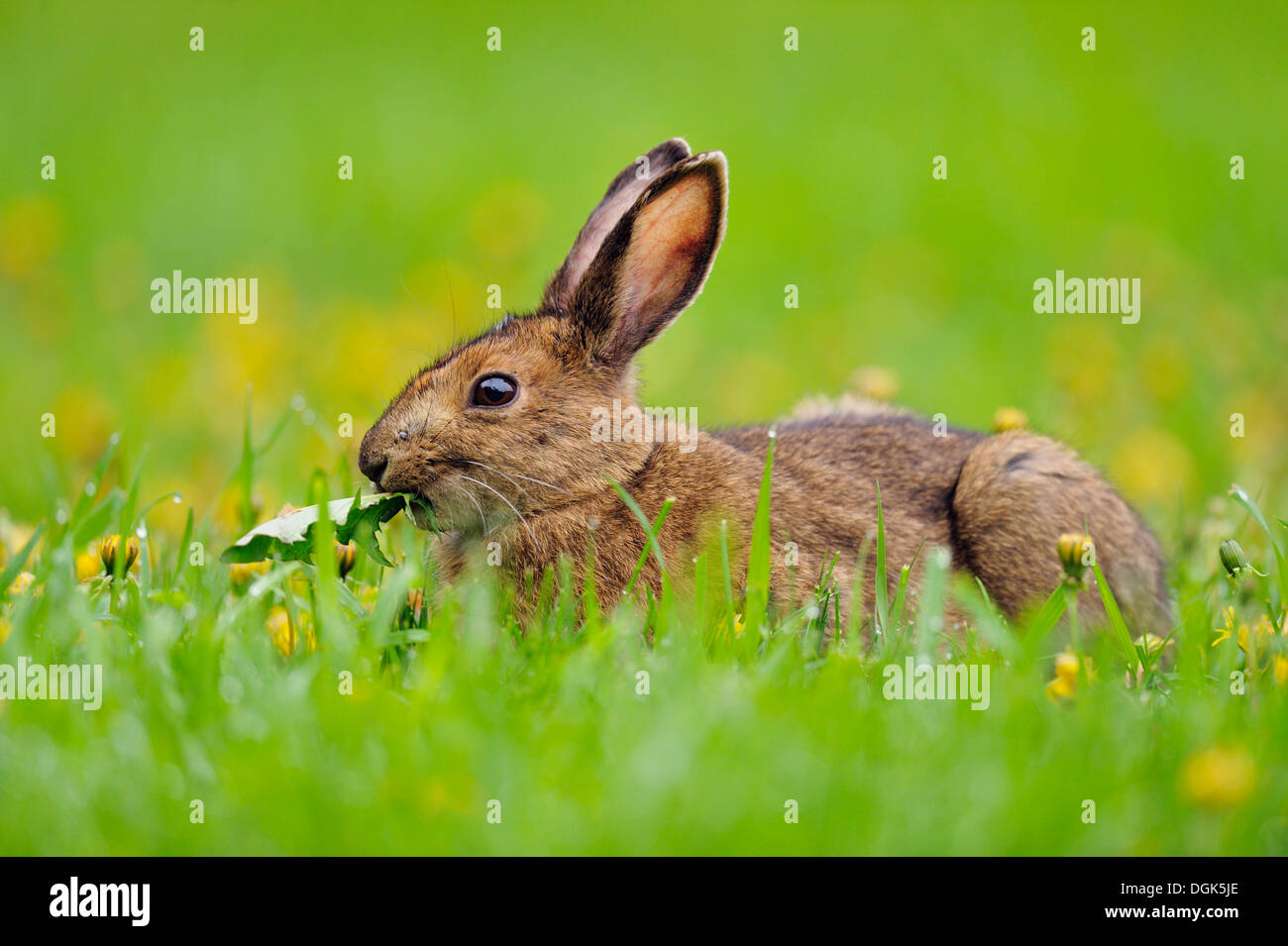 Varying hare, snowshoe hare, (Lepus americanus), Eating dandelions ...