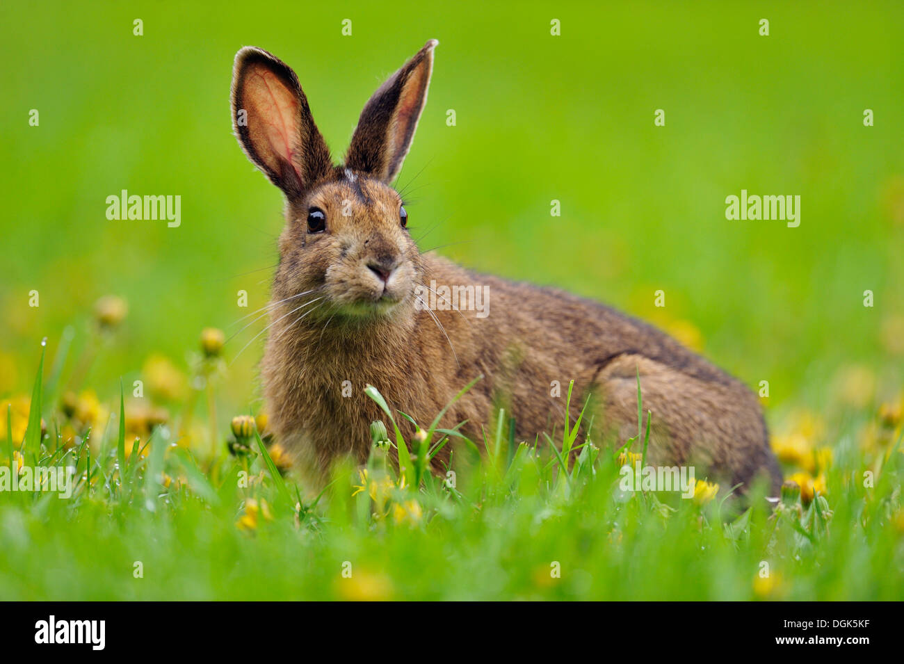 Varying hare, snowshoe hare, (Lepus americanus), Foraging for grass and ...