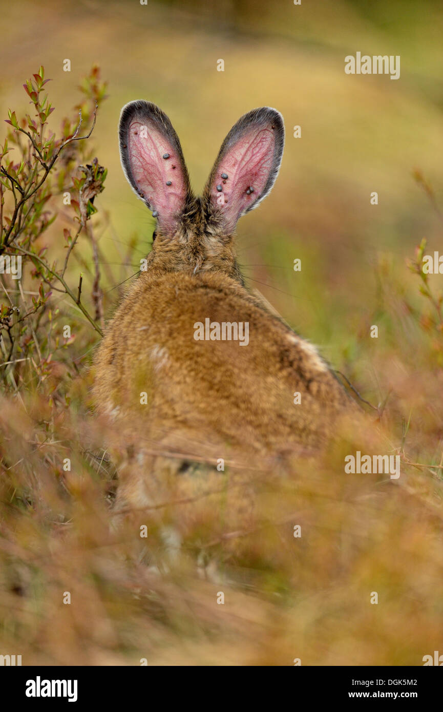 Brown snowshoe hare hi-res stock photography and images - Alamy