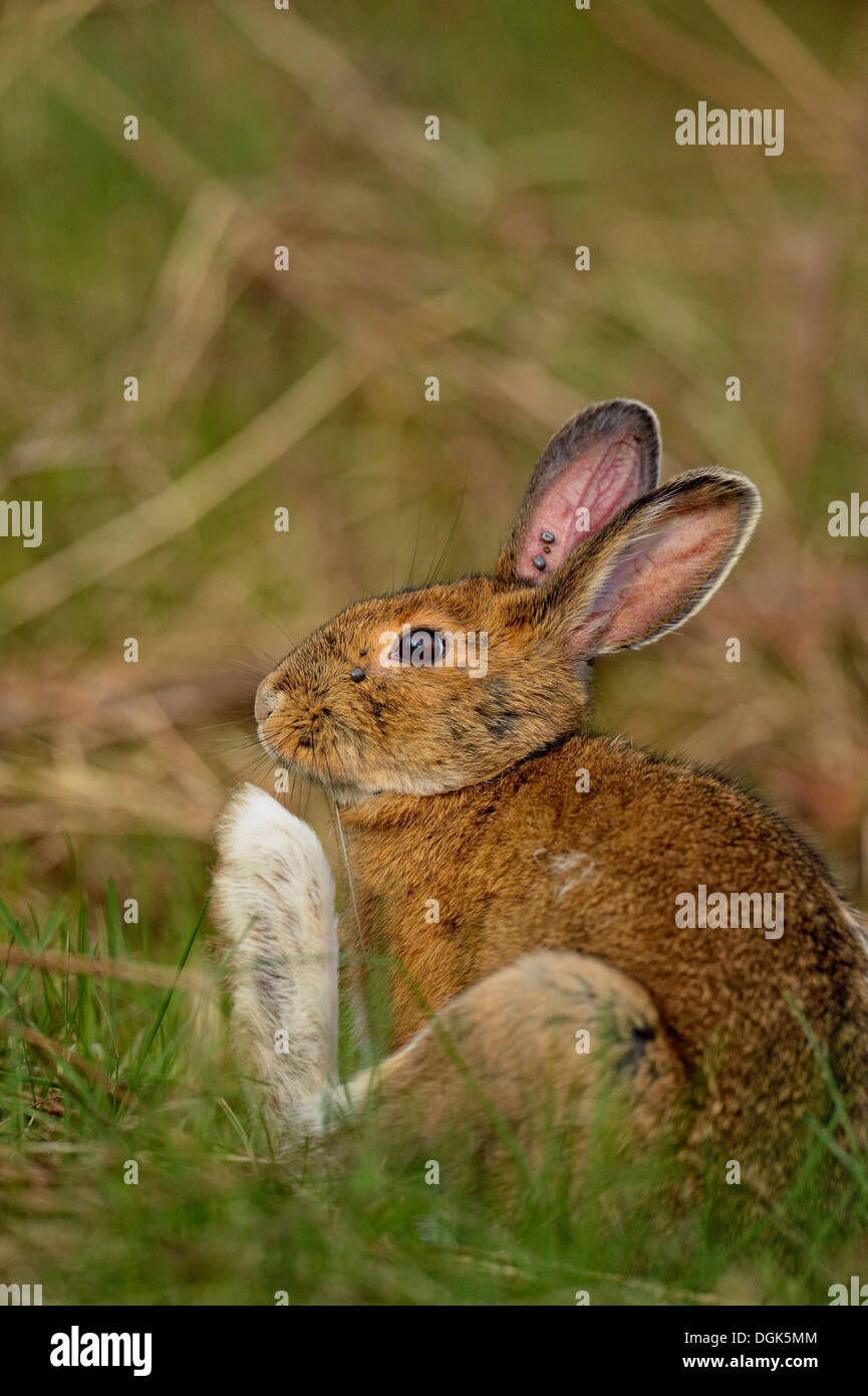 Snowshoe hare (Lepus americanus) also called the varying hare Summer ...
