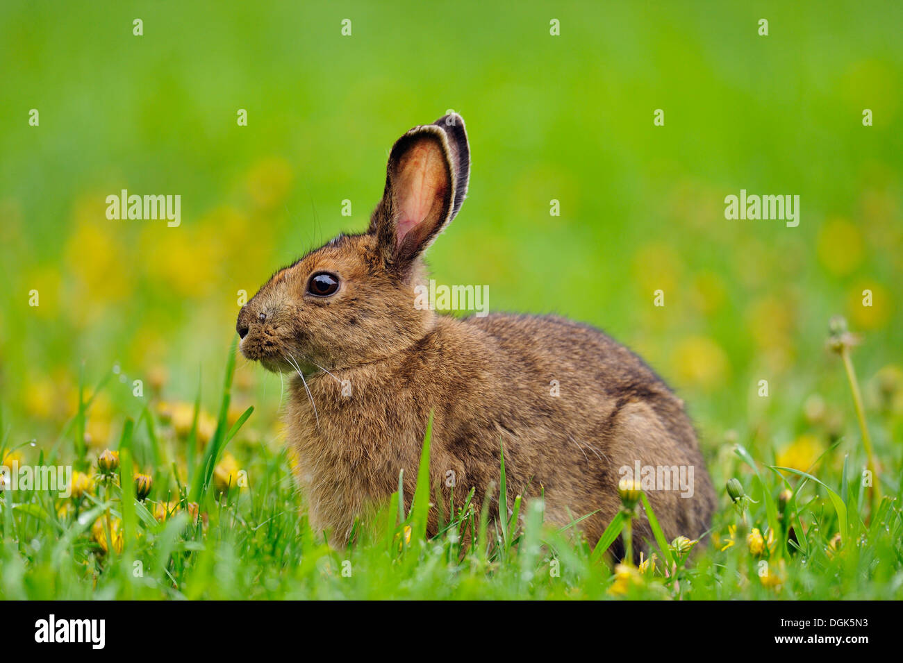 Varying hare, snowshoe hare, (Lepus americanus), Foraging for grass and ...