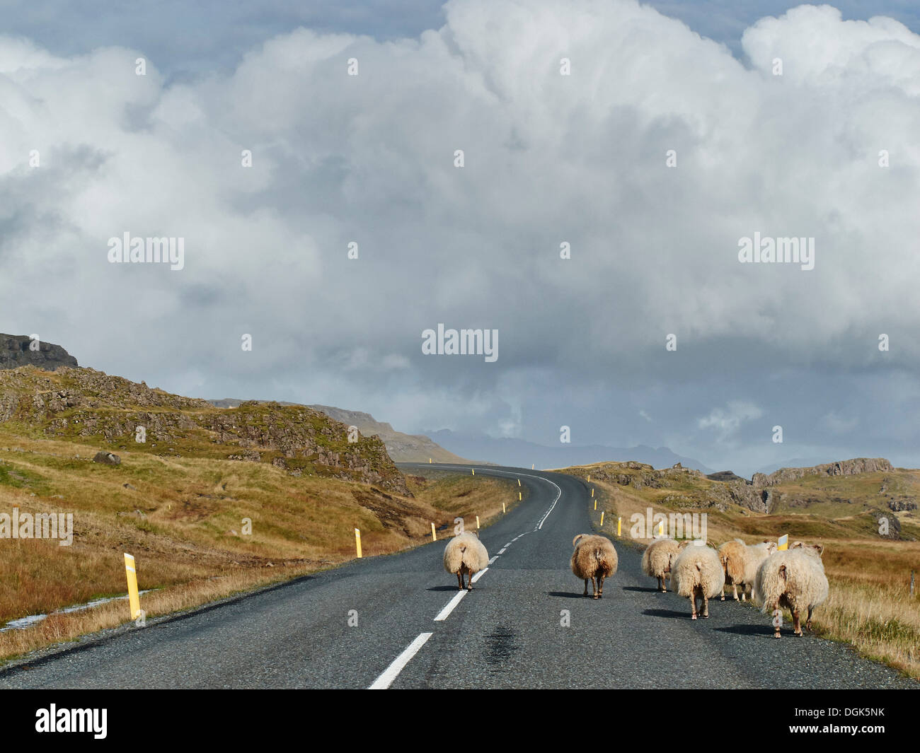 Sheep walking on the road hi-res stock photography and images - Alamy