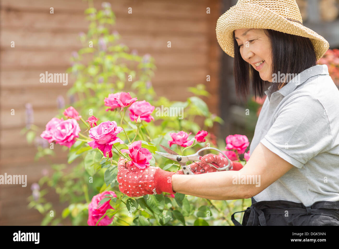 Woman tending to rose bush Stock Photo - Alamy
