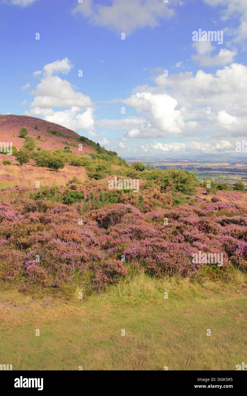 Heather in the scottish borders hi-res stock photography and images - Alamy