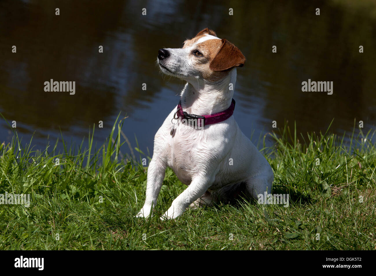 Jack russel face hi-res stock photography and images - Alamy
