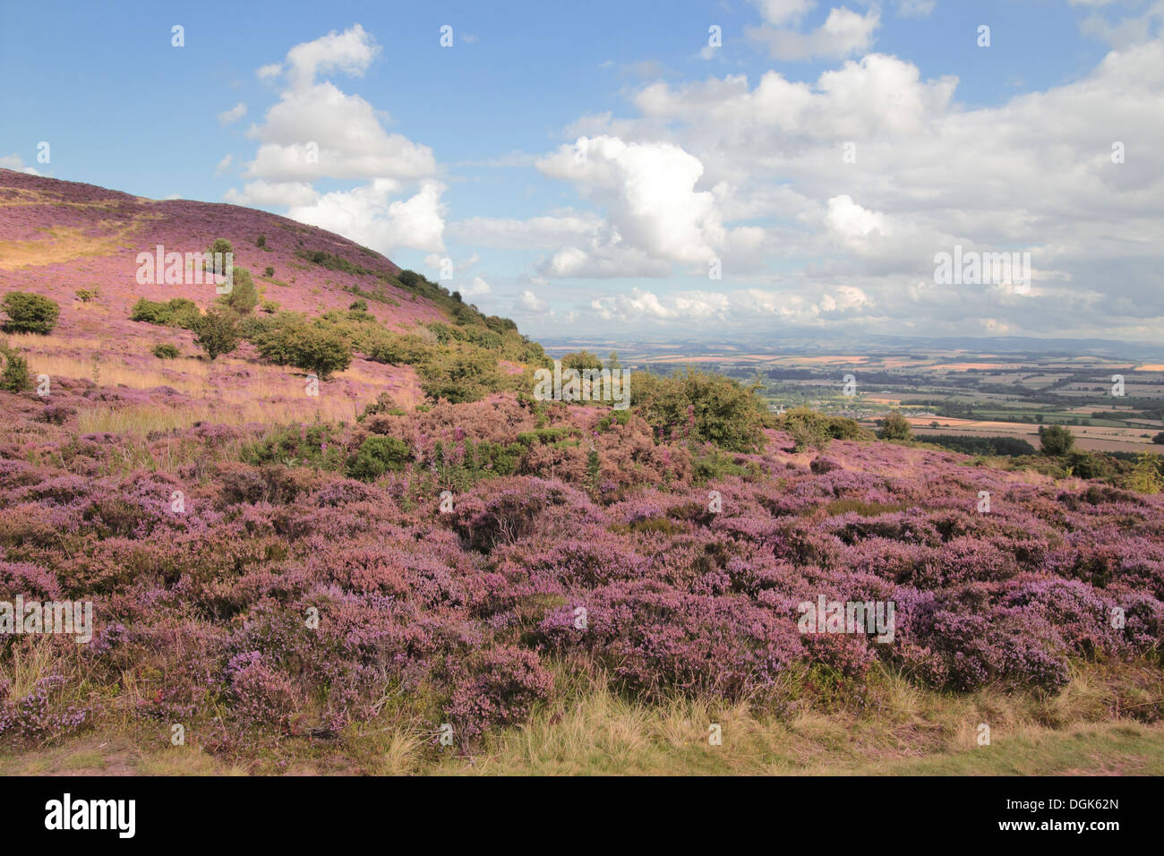 Flowering borders hi-res stock photography and images - Alamy