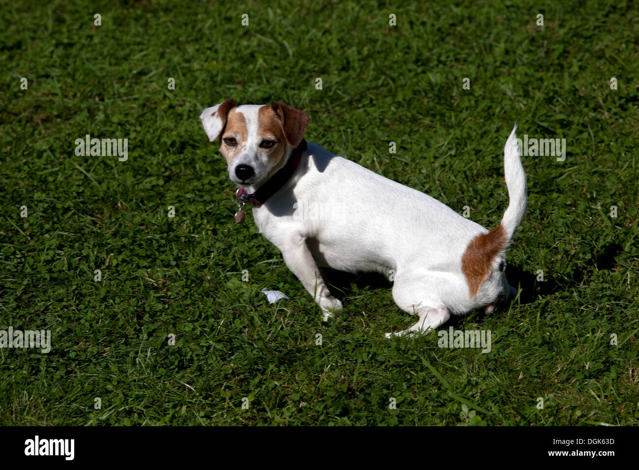 Jack russel face hi-res stock photography and images - Alamy