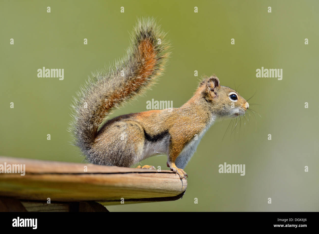 Red squirrel (Tamiasciurus hudsonicus), Greater Sudbury, Ontario ...