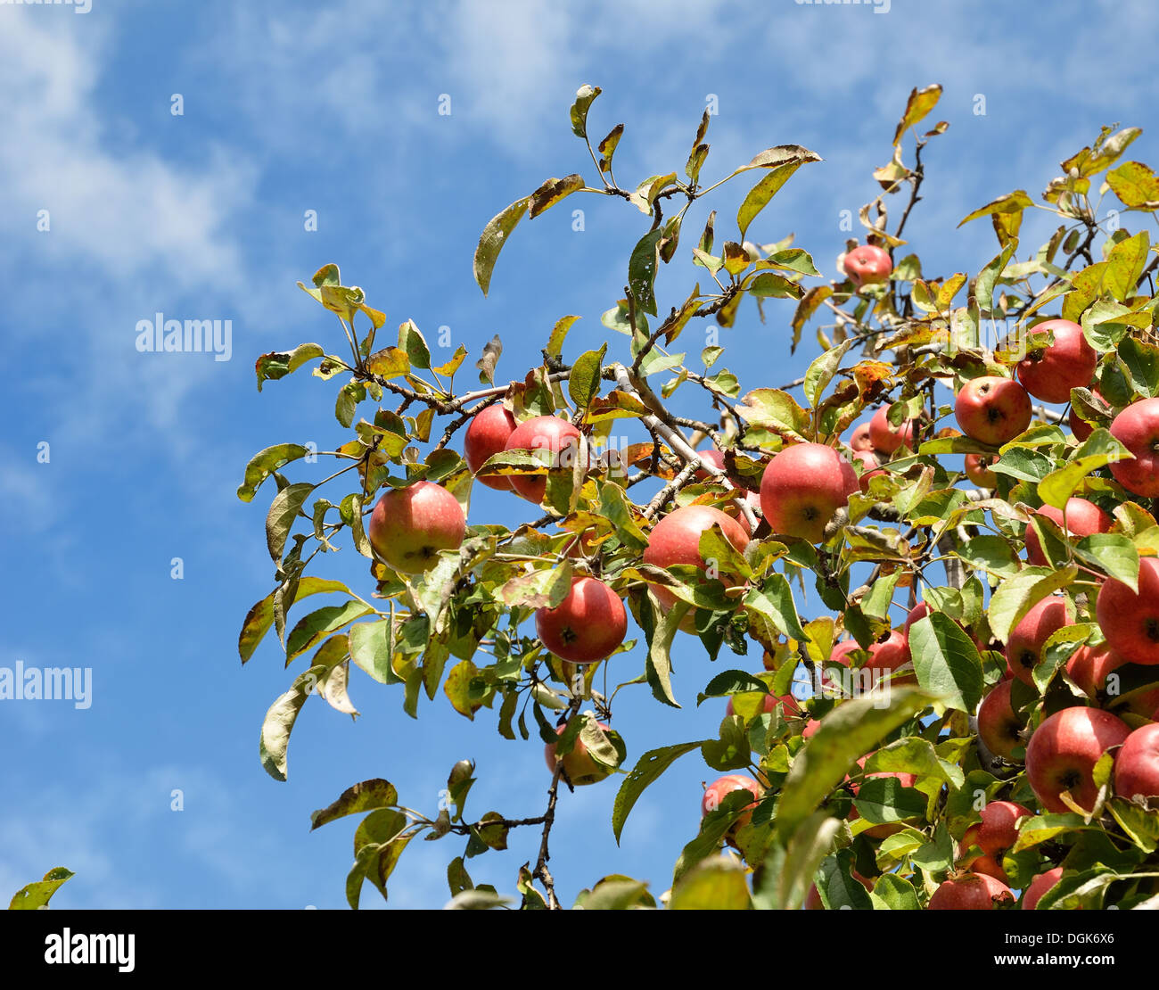 Apple tree leaves hi-res stock photography and images - Alamy