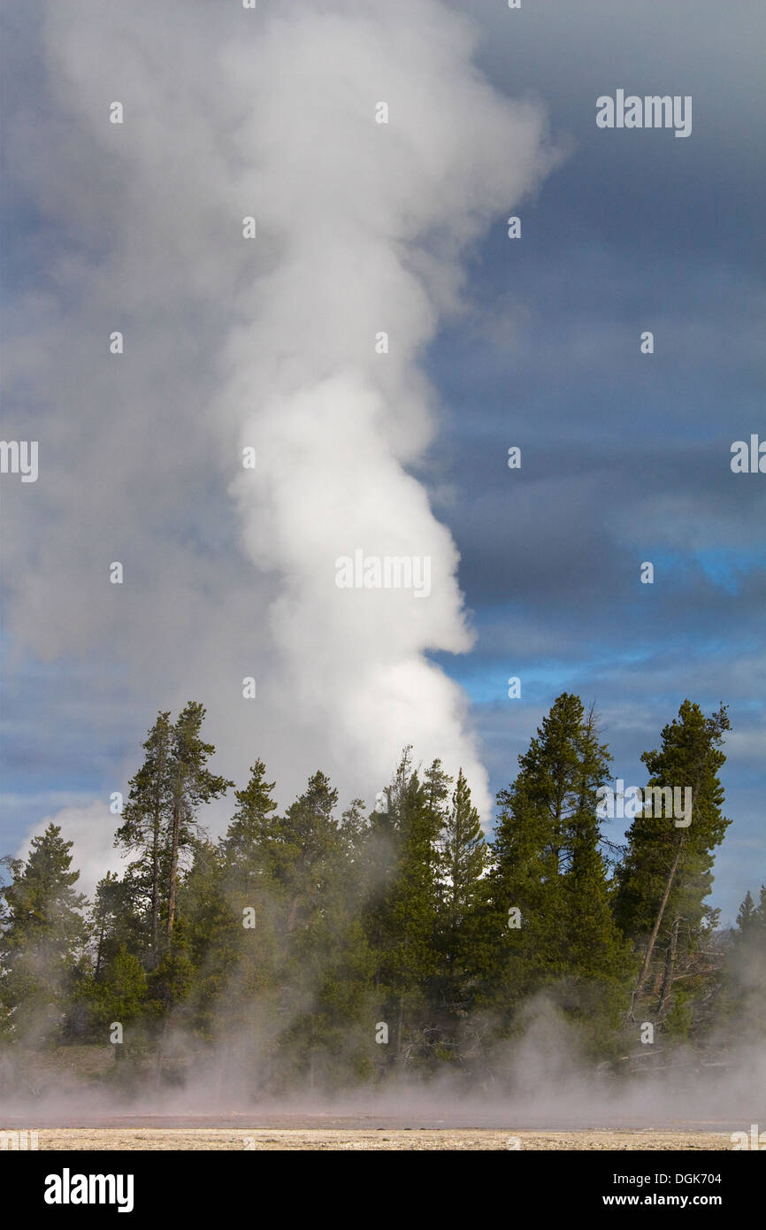 Steam billows from behind trees at Yellowstone National Park Stock ...