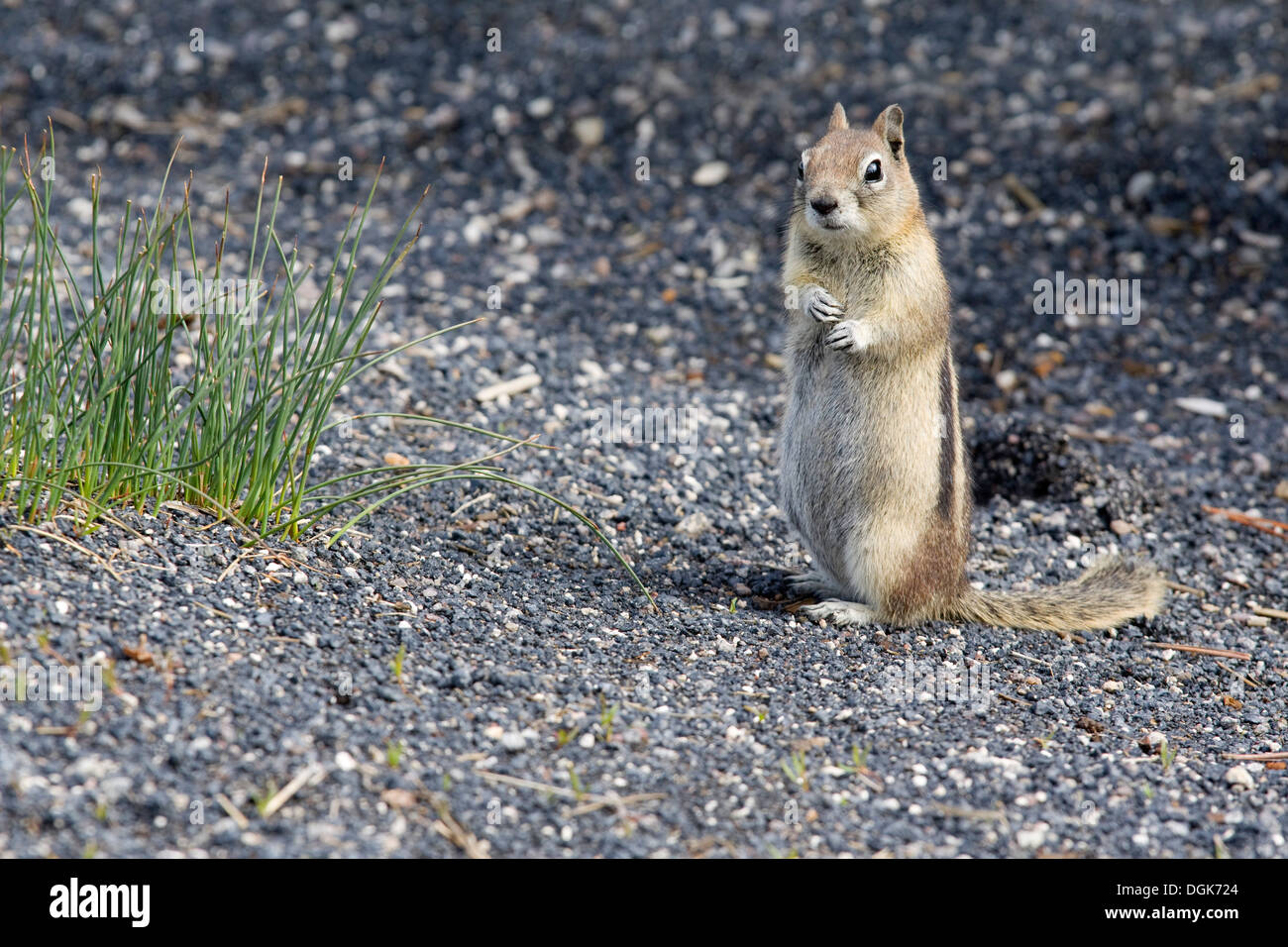North american gopher hi-res stock photography and images - Alamy