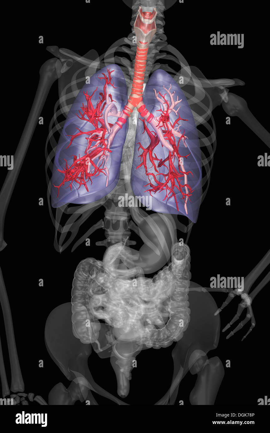 Internal human anatomy and organ systems Stock Photo - Alamy