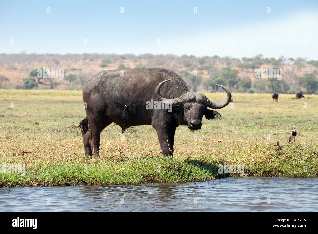 Africa buffalo - Male African buffalo bull, ( Syncerus caffer ), Chobe ...