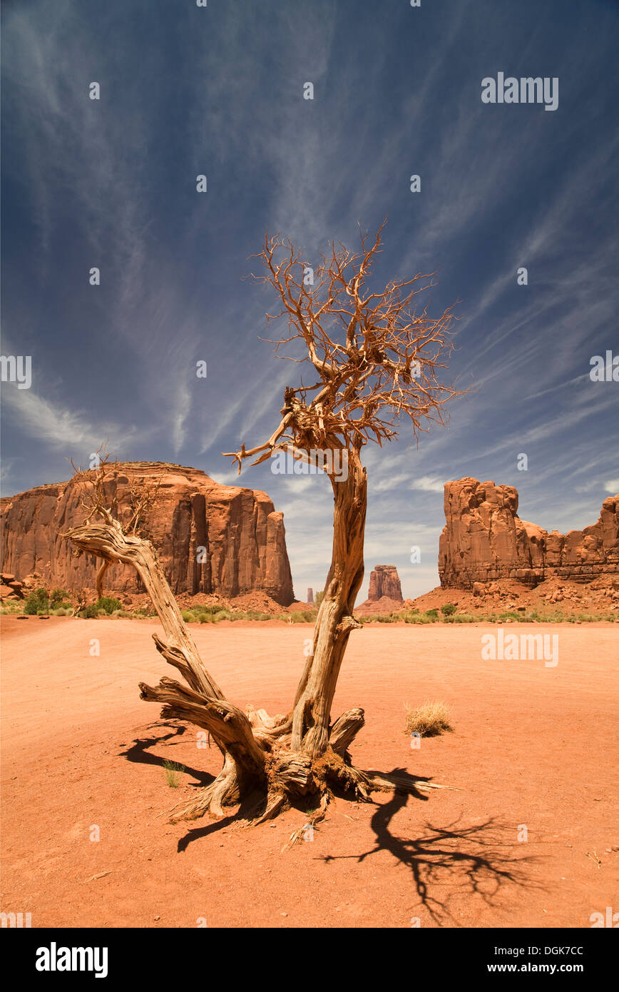 A blasted tree in the North Window of Monument Valley Stock Photo - Alamy
