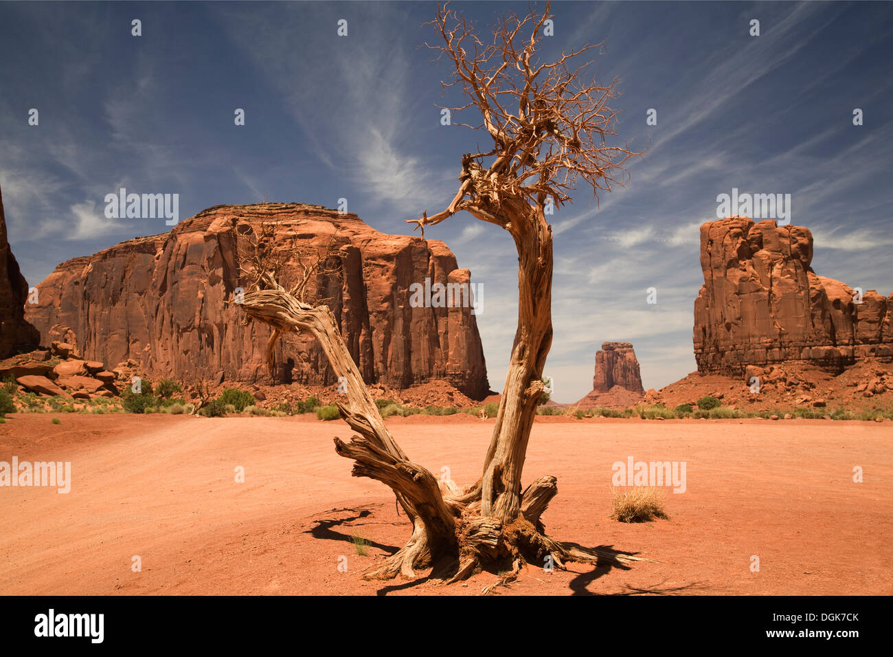 A blasted tree in the North Window of Monument Valley Stock Photo - Alamy