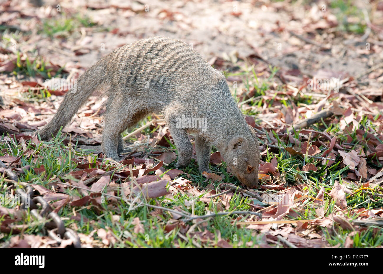 Animal rooting hi-res stock photography and images - Alamy