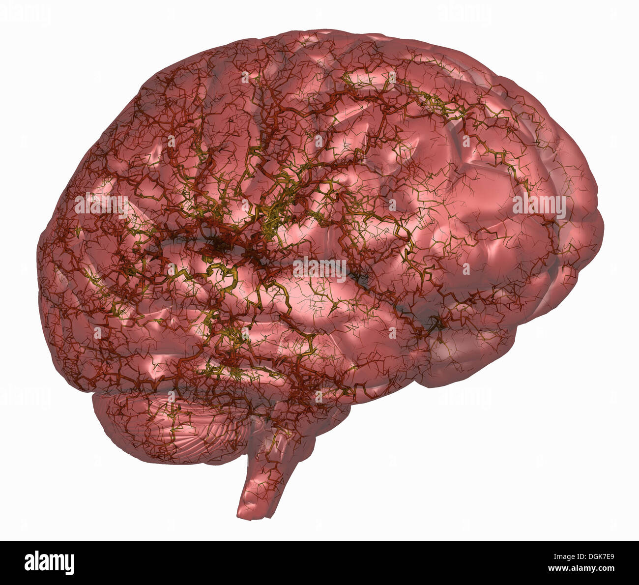 Illustration of the human brain in lateral view Stock Photo - Alamy
