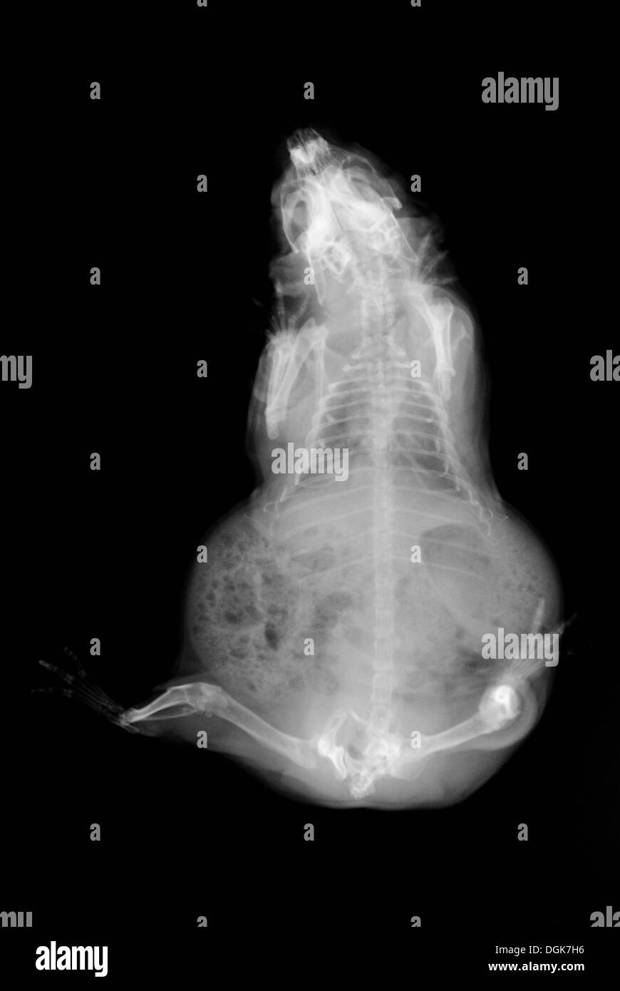 X-ray of a guinea pig Stock Photo - Alamy