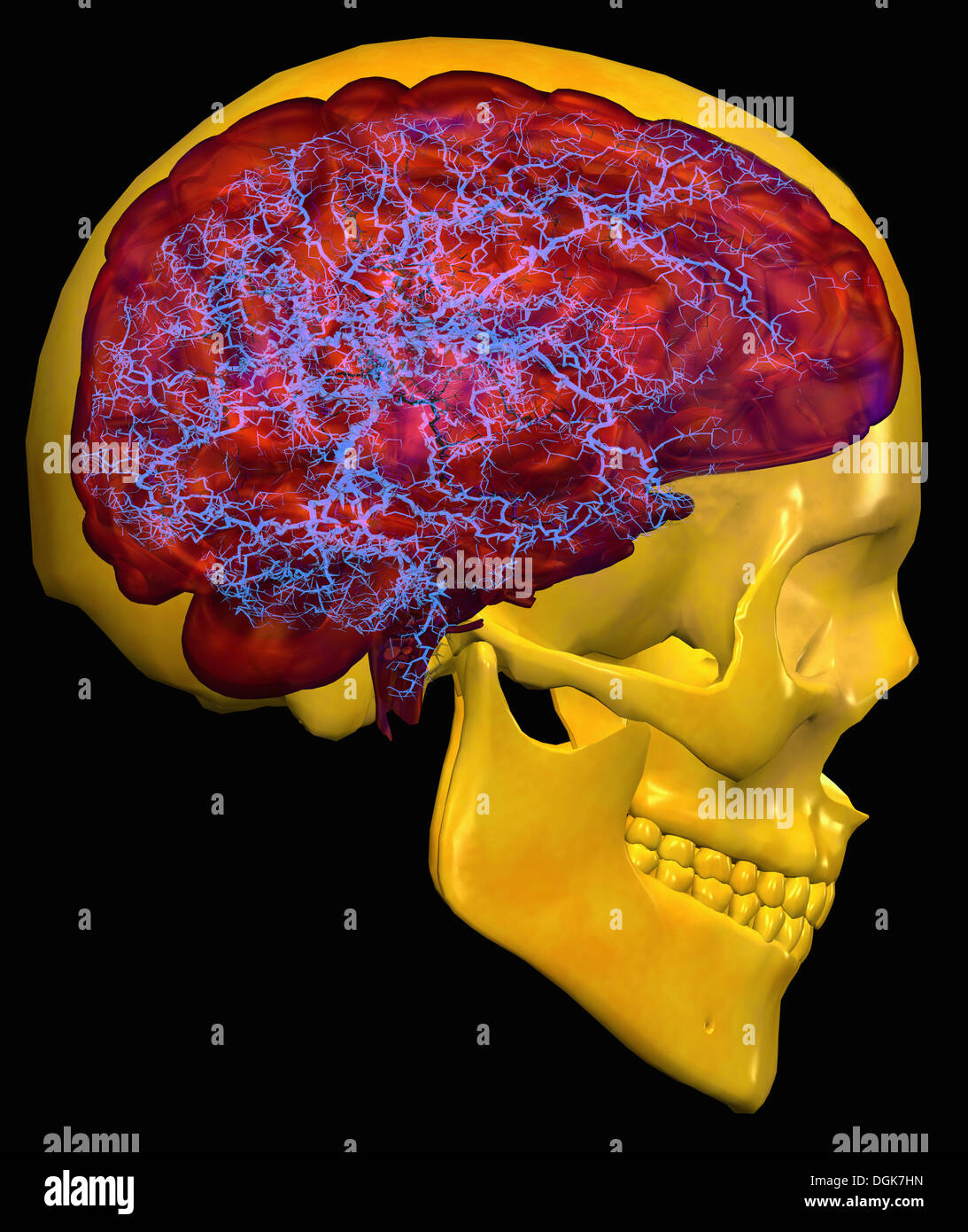 Skull Illustration Stock Photos & Skull Illustration Stock Images - Alamy