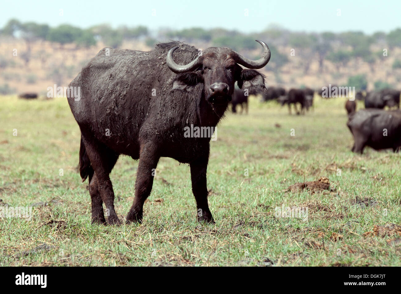 Cape buffalo bull hi-res stock photography and images - Alamy