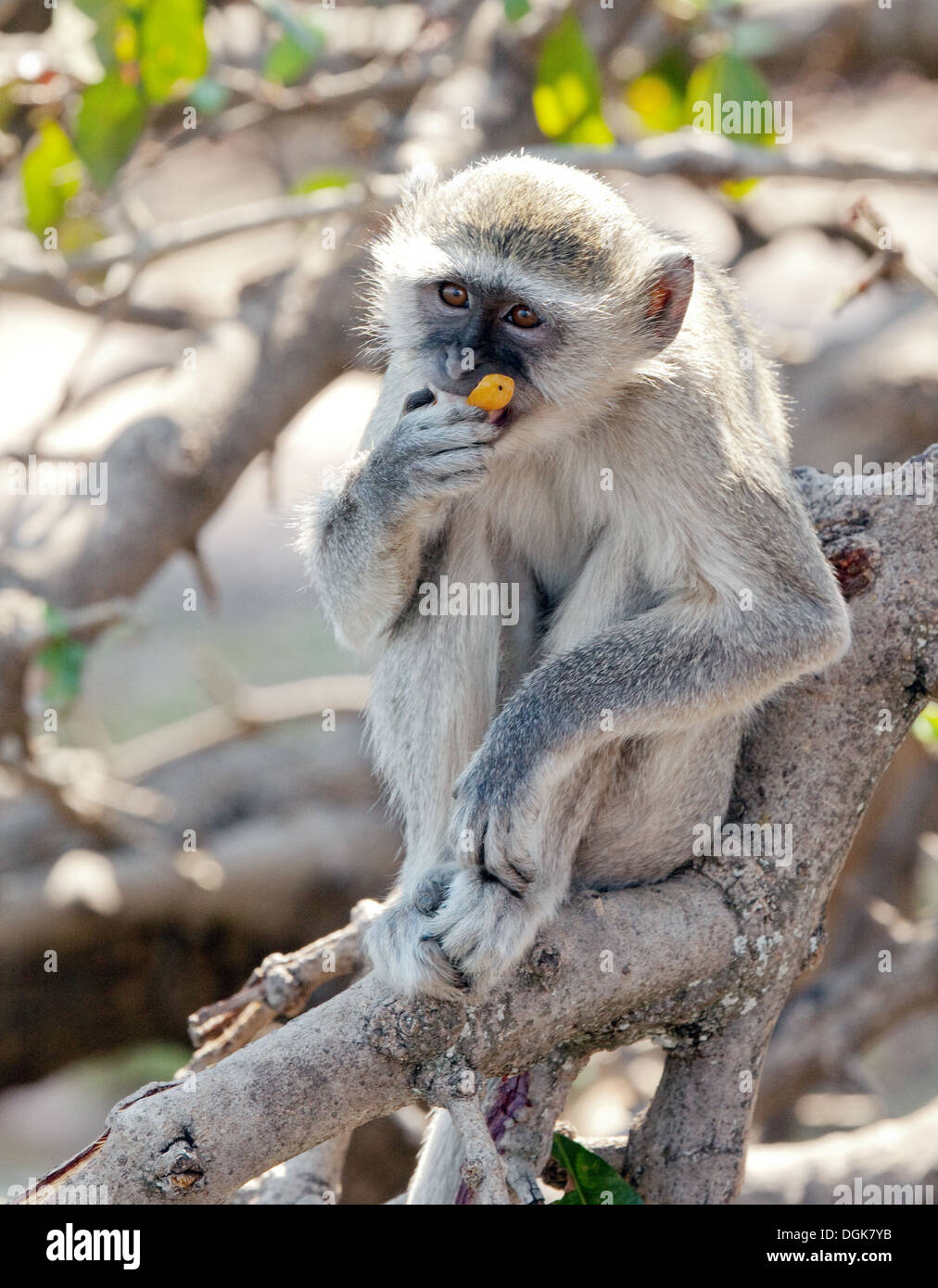 Adult Vervet monkey feeding, ( Chlorocebus pygerythrus ), Chobe ...
