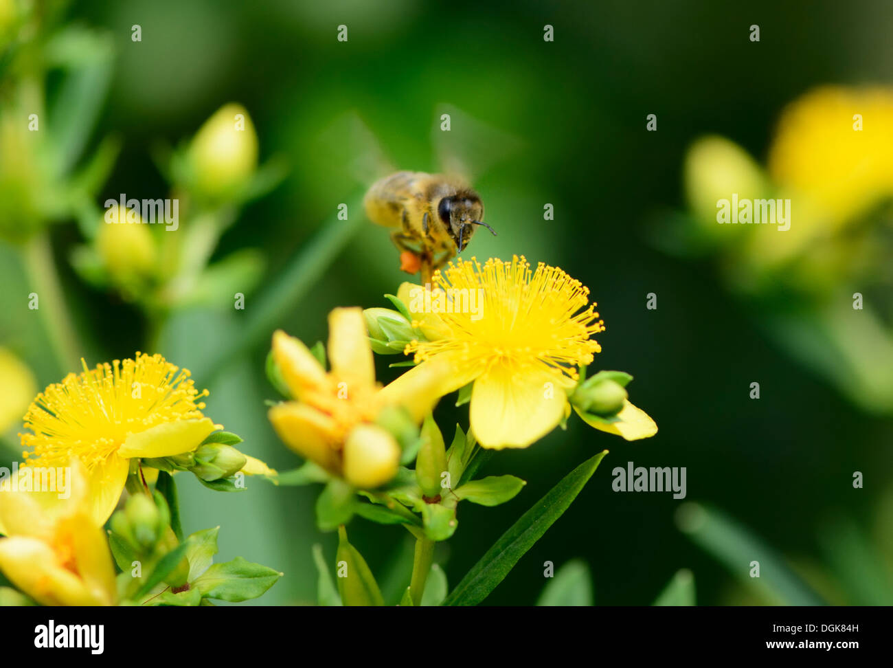Bee over flower hi-res stock photography and images - Alamy