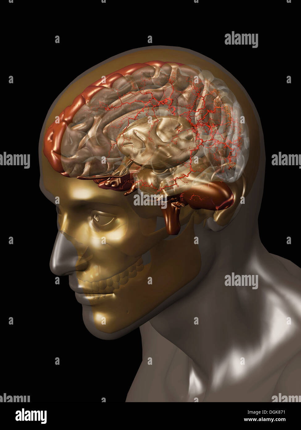 Human Head Brain Anatomy