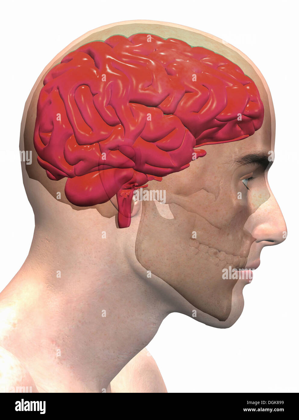 Transparent human head showing the skull and brain Stock Photo - Alamy