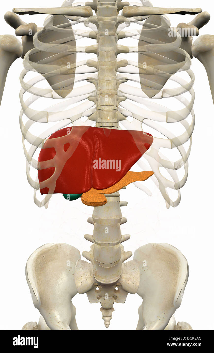 Medicine anatomy organ lung hi-res stock photography and images - Alamy