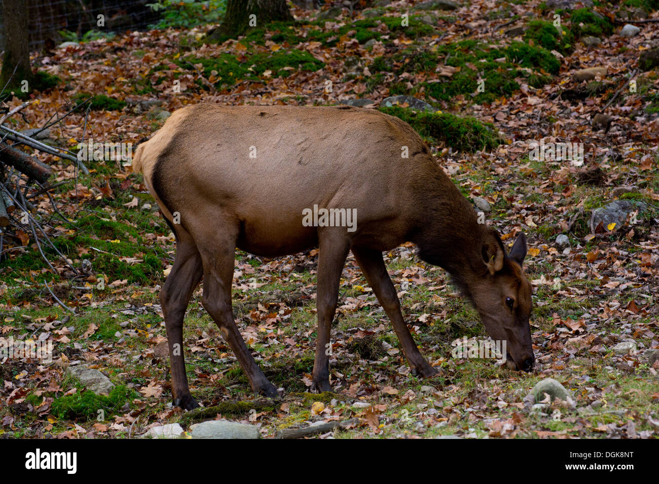 A female Elk Stock Photo - Alamy