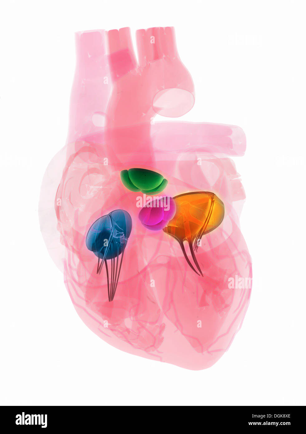 Transparent human heart showing four heart valves Stock Photo - Alamy