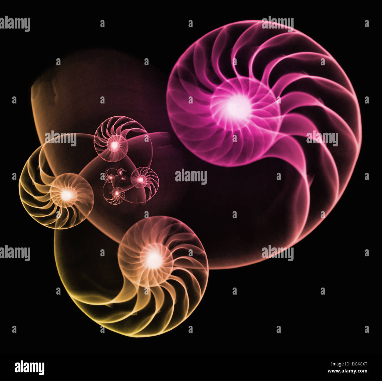 Colorized x-ray collage of nautilus shells Stock Photo - Alamy