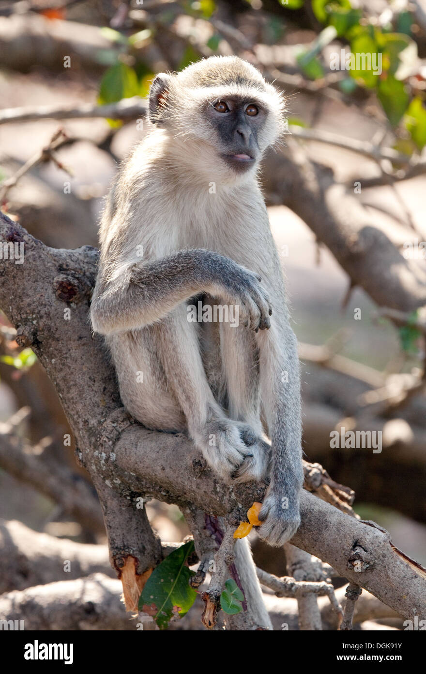 Chlorocebus pygerythrus hi-res stock photography and images - Alamy