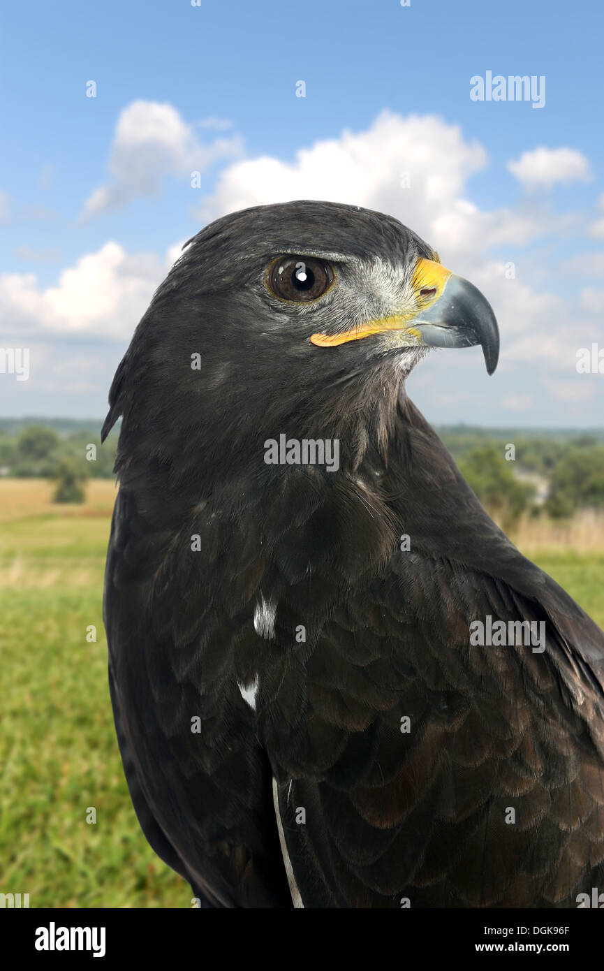 Falcon color hi-res stock photography and images - Alamy